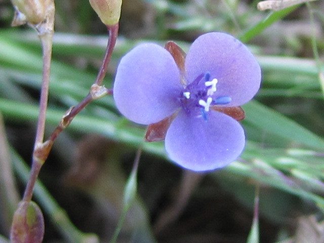 Murdannia (Commelinaceae (Spiderwort) of the Pacific Northwest ...
