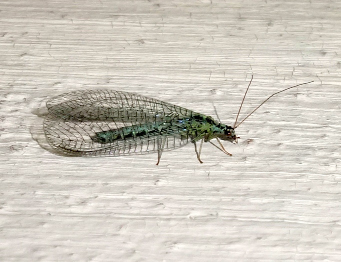 Chrysopa perla (Linnaeus, 1758)