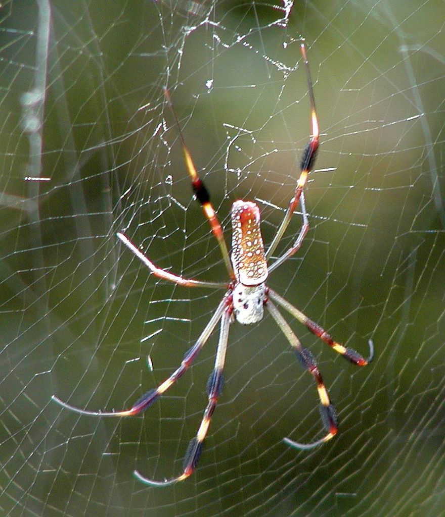 Golden Silk Spider from Rockdale County, GA, USA on July 8, 2002 at 09: ...
