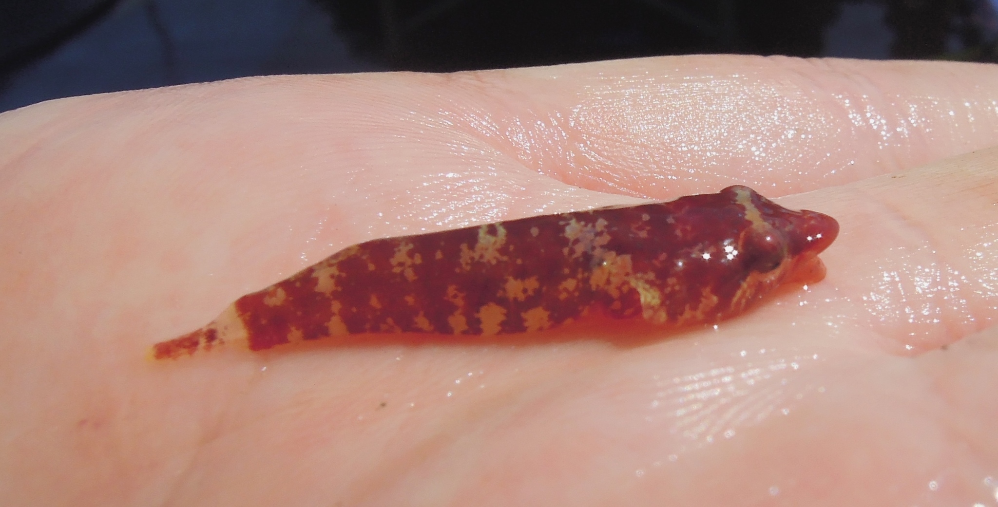 Diplecogaster Fraser-Brunner, 1938