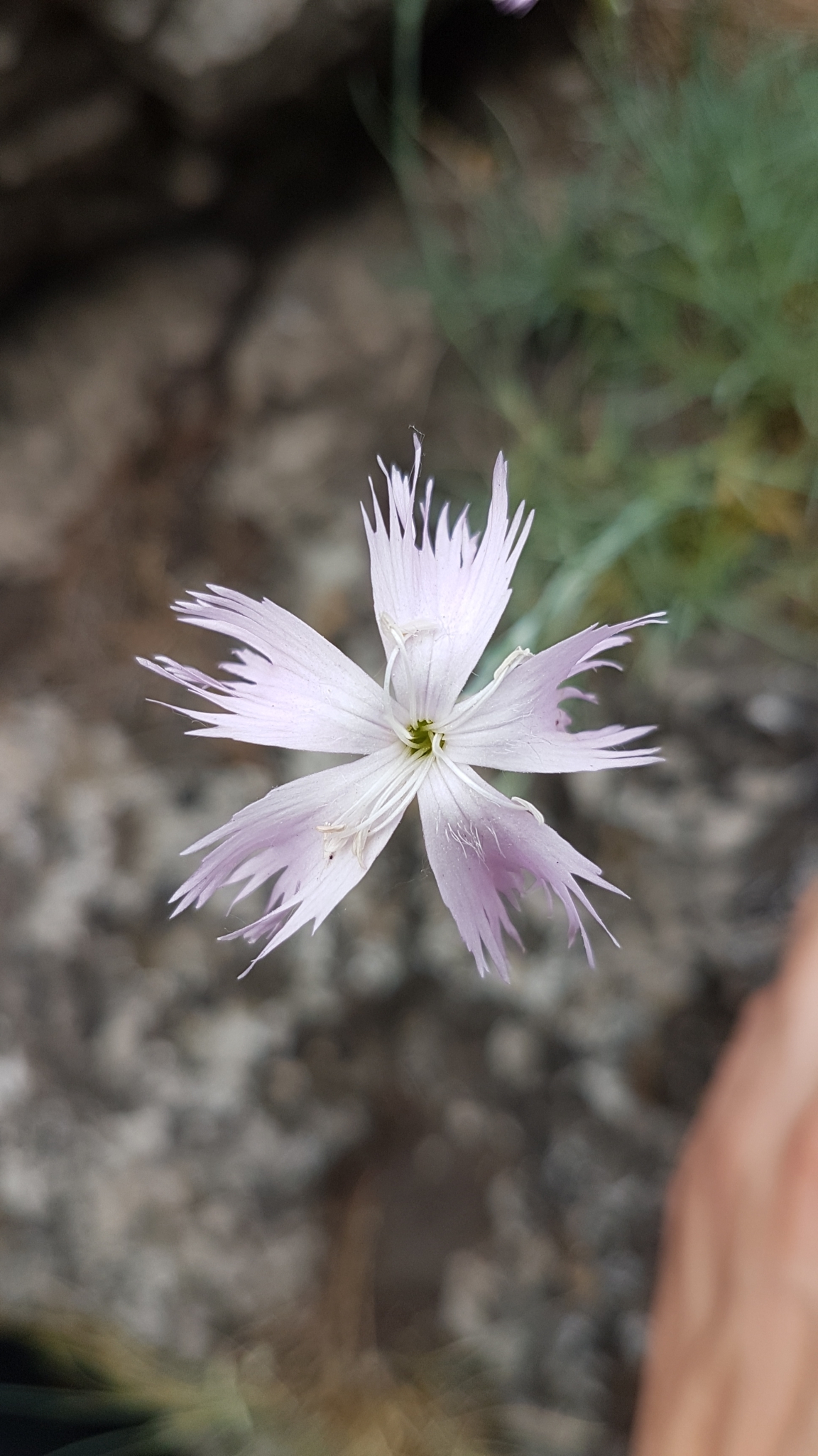 Dianthus plumarius L.
