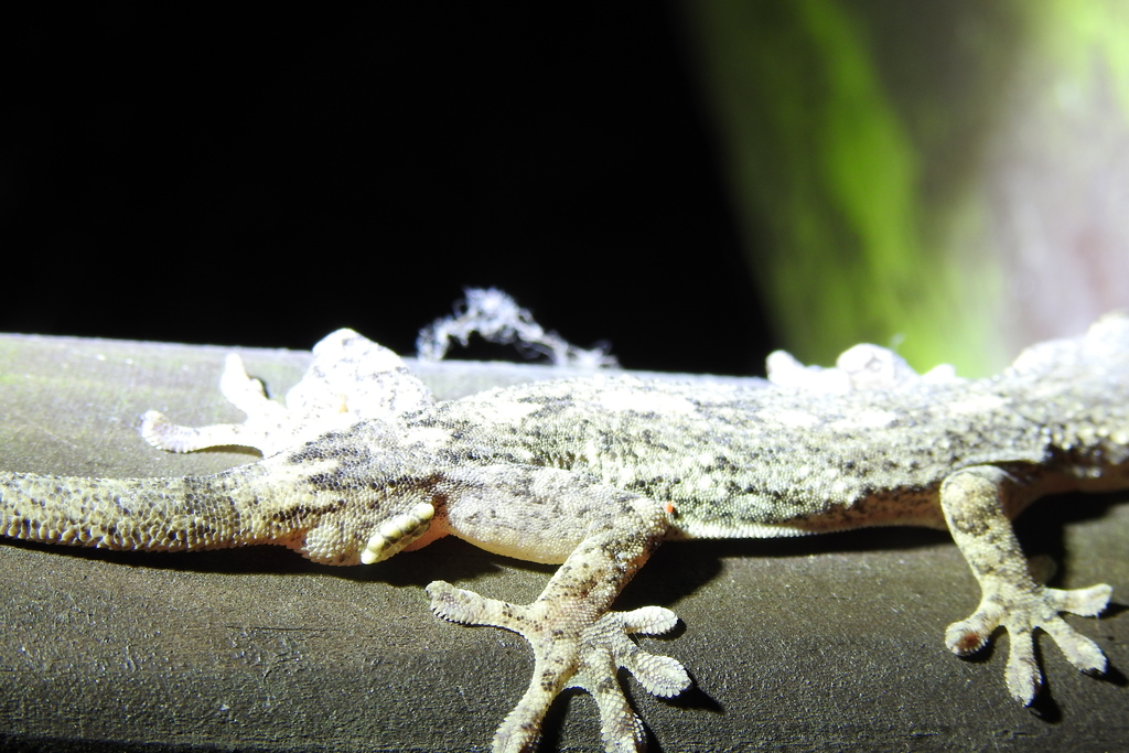 Japanese Giant Gecko from 中国湖北省武汉市武昌区 on May 22, 2022 at 10:15 PM by 红膝 ...