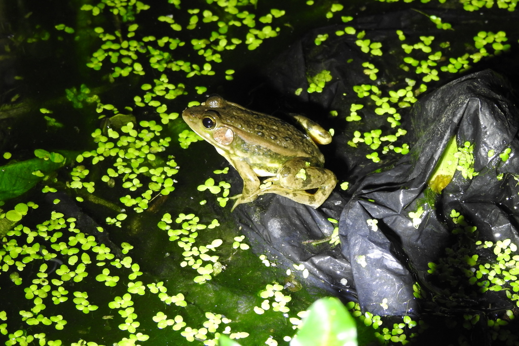 Eastern Golden Frog from 中国湖北省武汉市武昌区 on May 22, 2022 at 10:05 PM by 红膝 ...