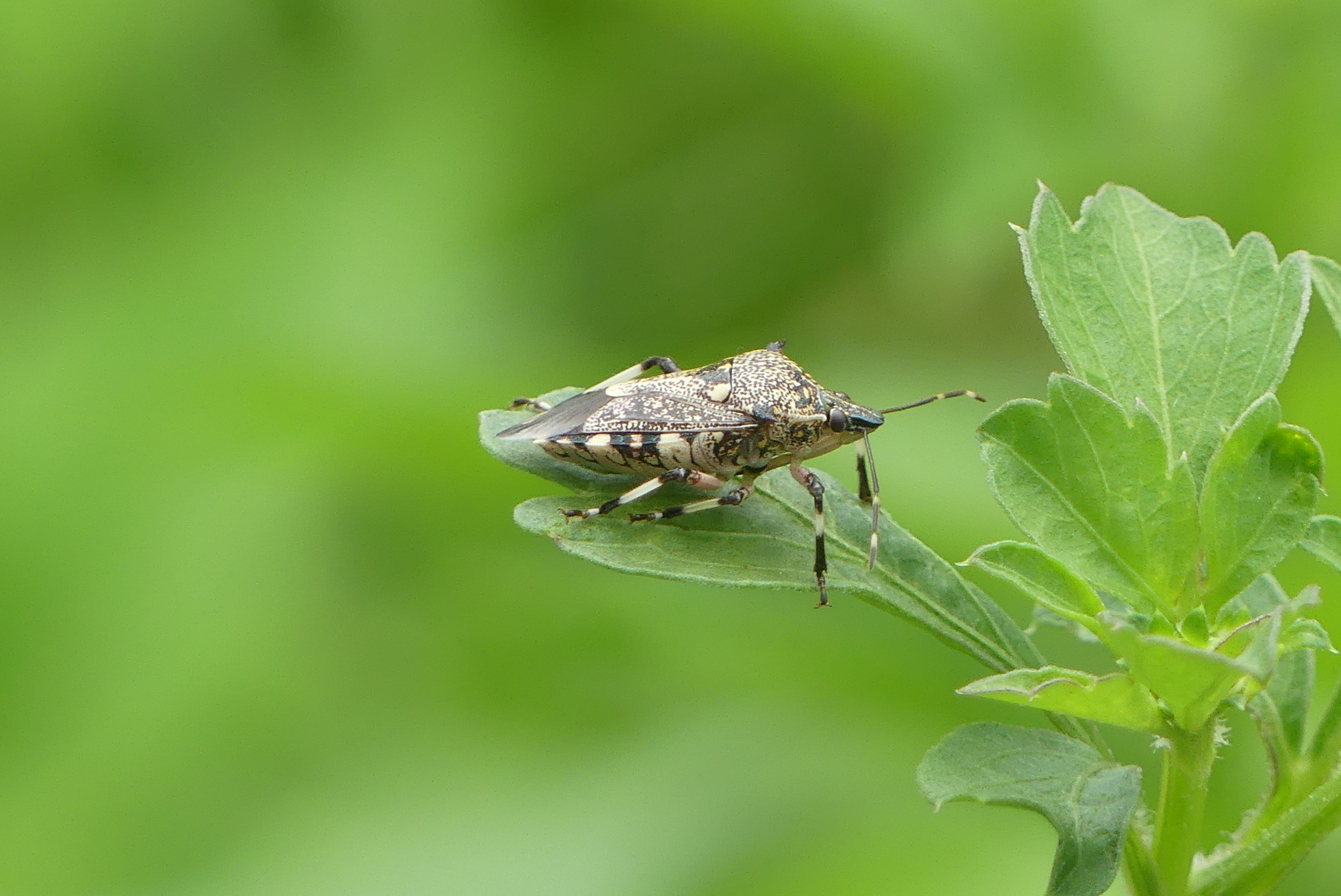Eocanthecona furcellata (Wolff, 1811)