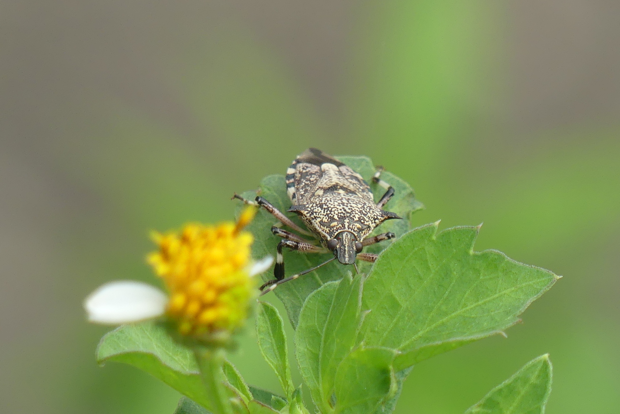 Eocanthecona furcellata (Wolff, 1811)