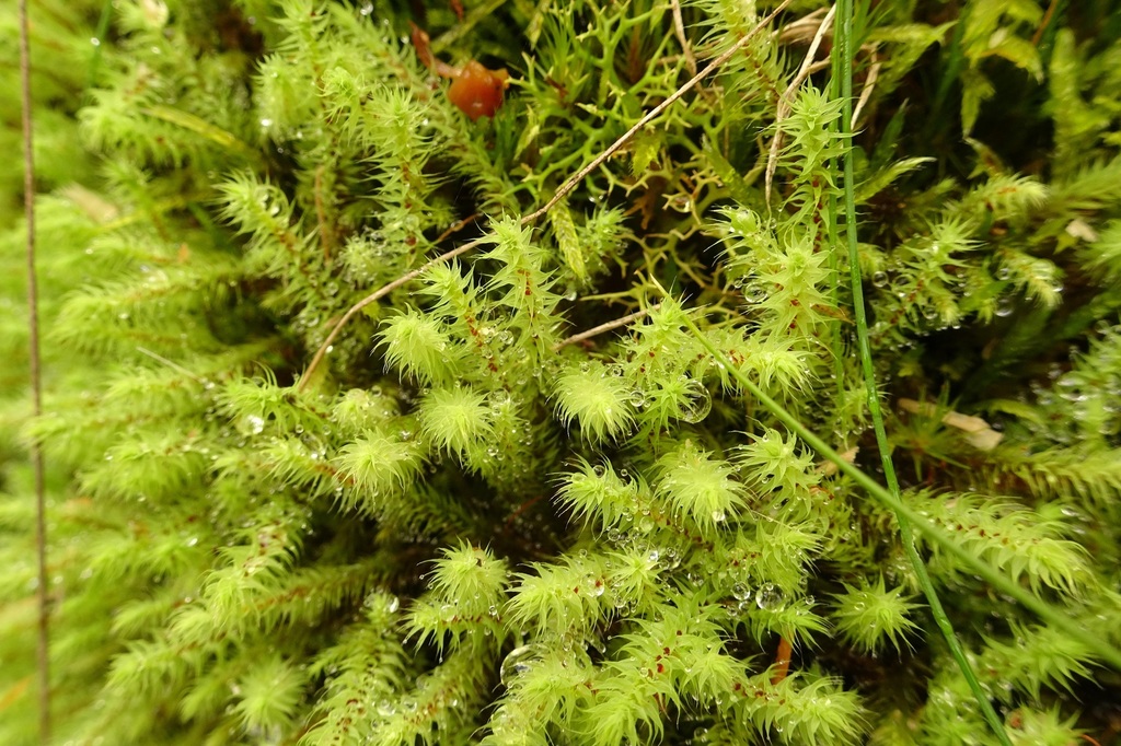 mosses from Deptford VIC 3875, Australia on May 08, 2022 at 02:10 PM by ...