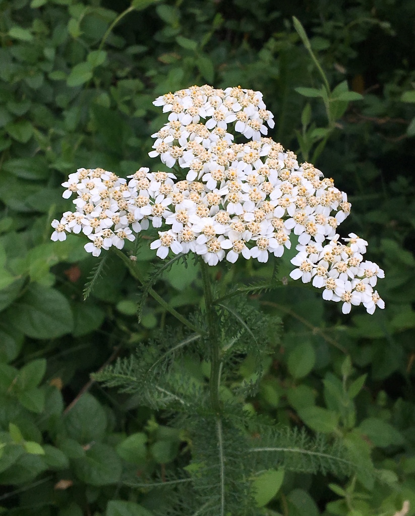 common yarrow from Crooked Creek Lake Park, Ford City, PA, US on June ...