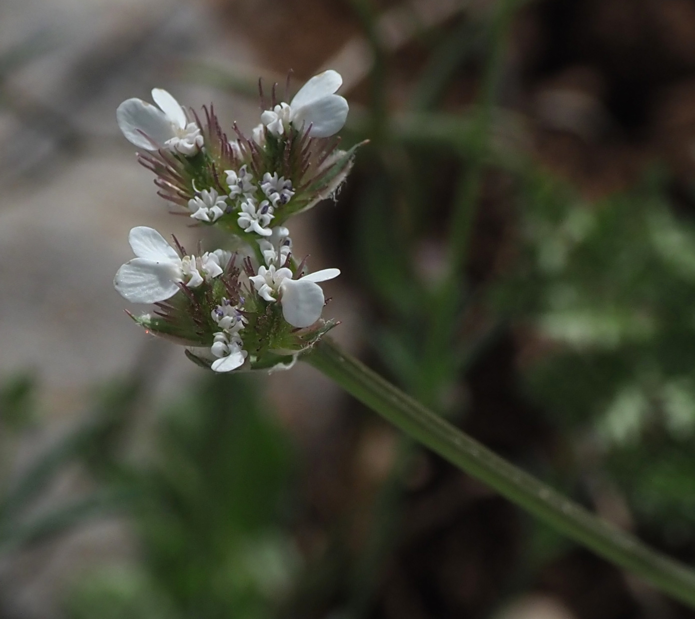 Orlaya daucoides (L.) Greuter