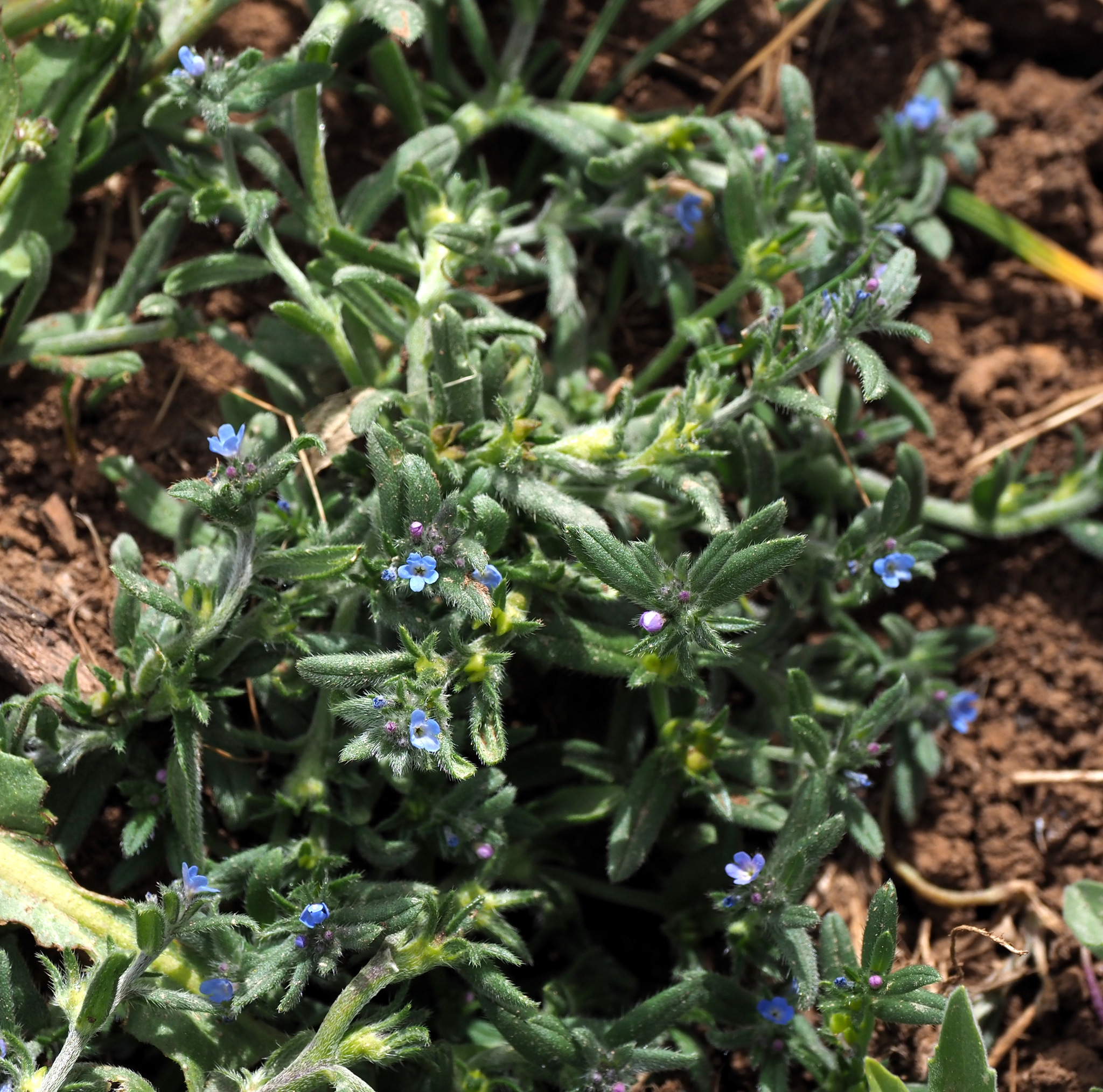 Buglossoides incrassata (Guss.) I.M.Johnst.