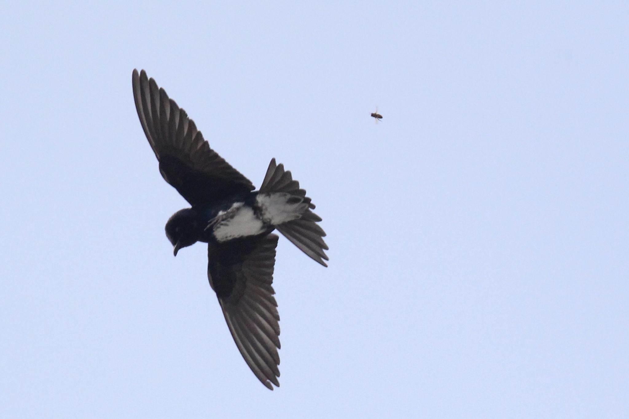 Progne dominicensis (Gmelin, 1789)