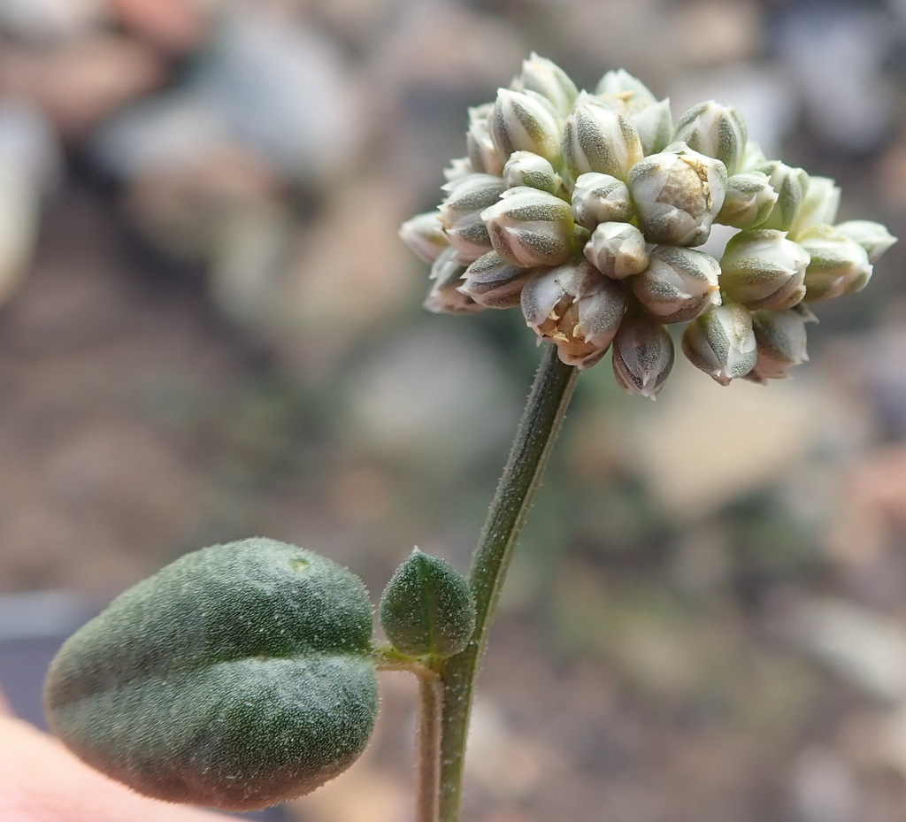 Limeum Family (Limeaceae) - Botanical Realm
