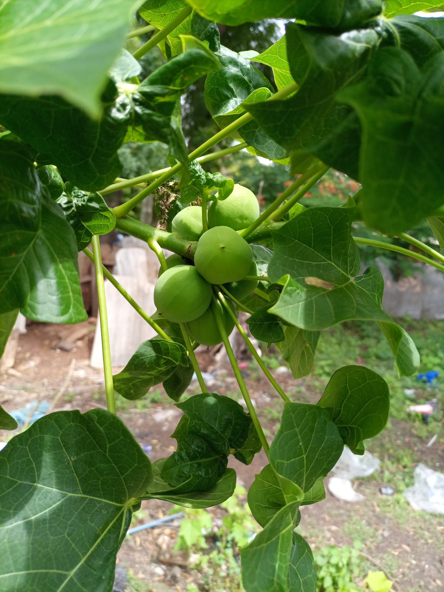 Jatropha curcas L.