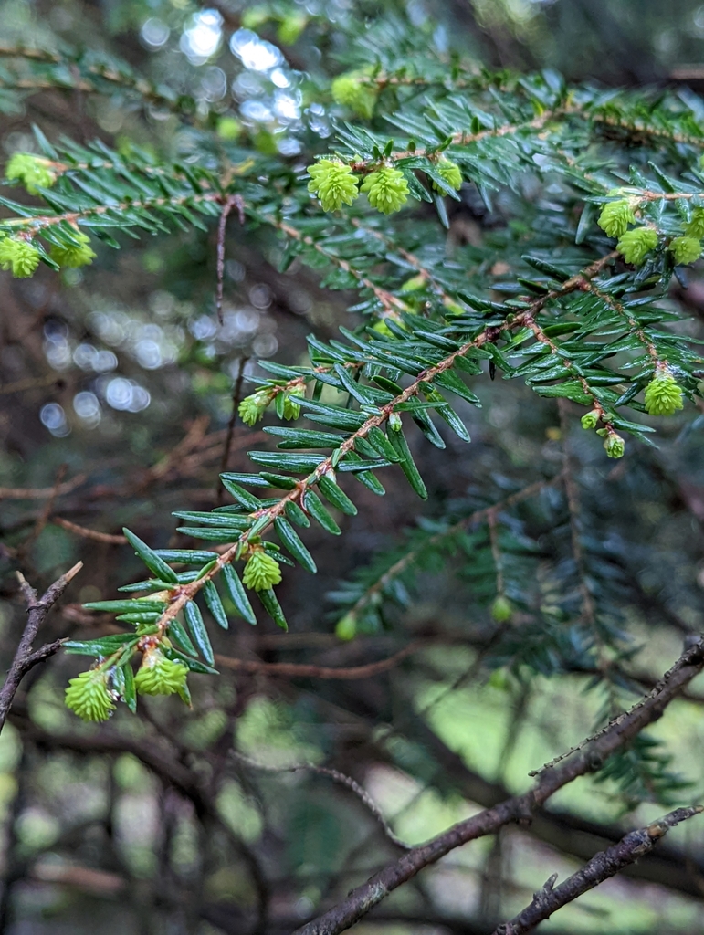 eastern hemlock from Canaan Heights, WV 26260, USA on May 23, 2022 at ...