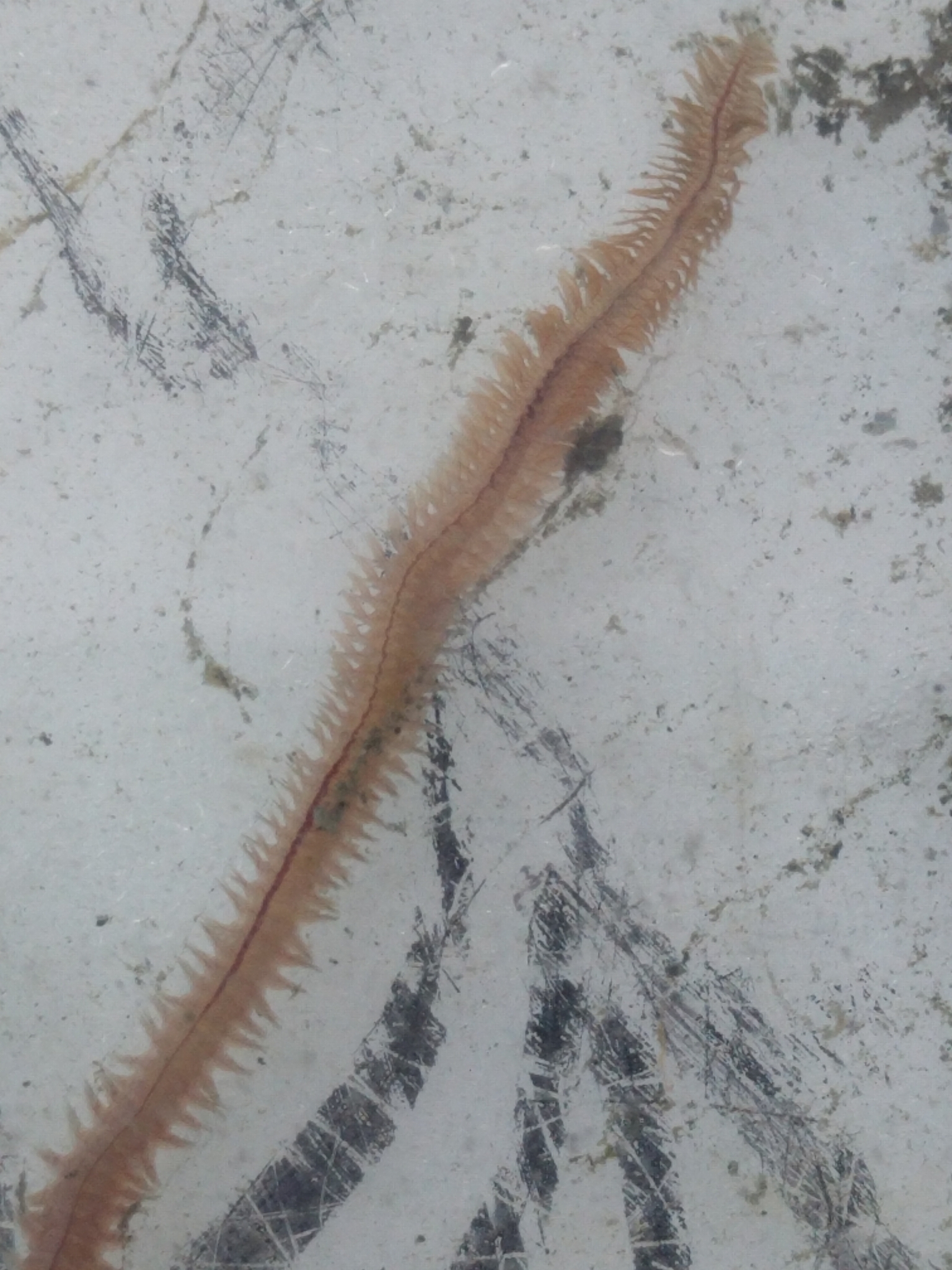 Alitta succinea (Leuckart, 1847)