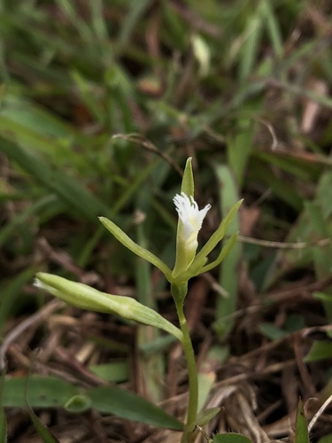 Nervilia cumberlegii · iNaturalist