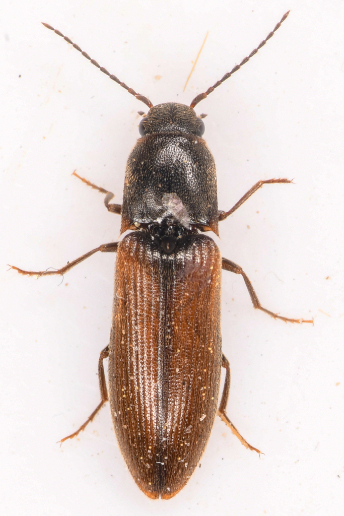 Dalopius plutonicus (Click Beetles of the United States) · iNaturalist