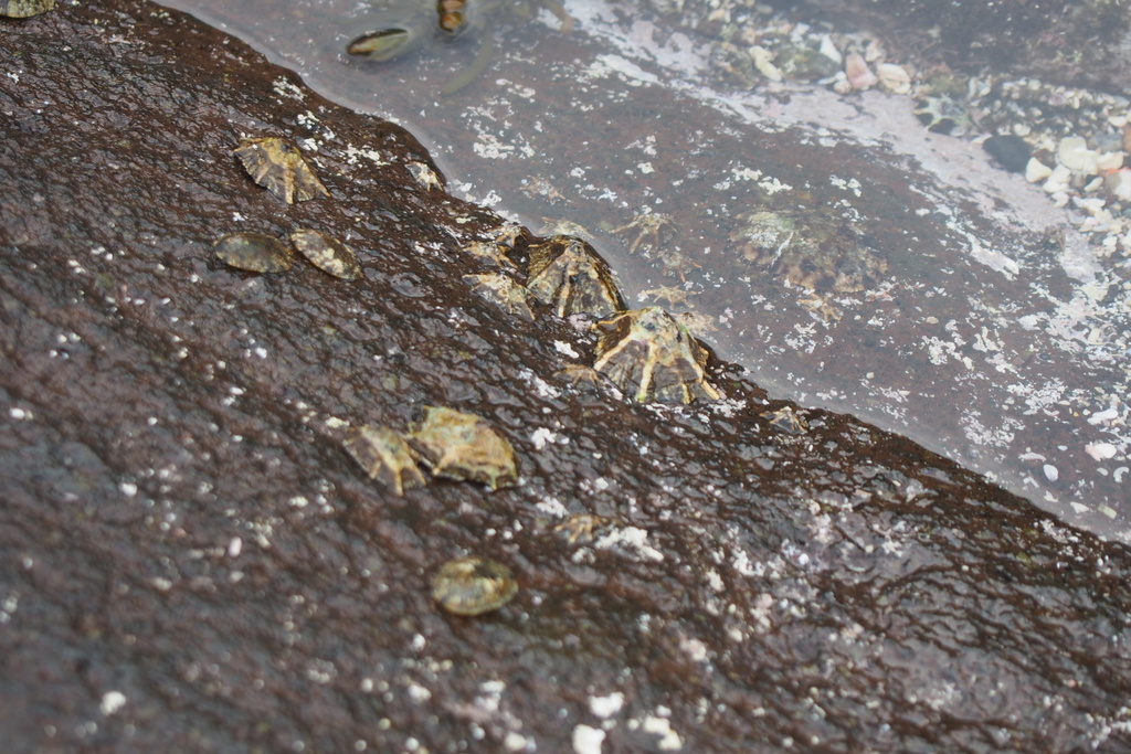 Patelloida saccharina from Manatsuru, Manazuru, Ashigarashimo District ...