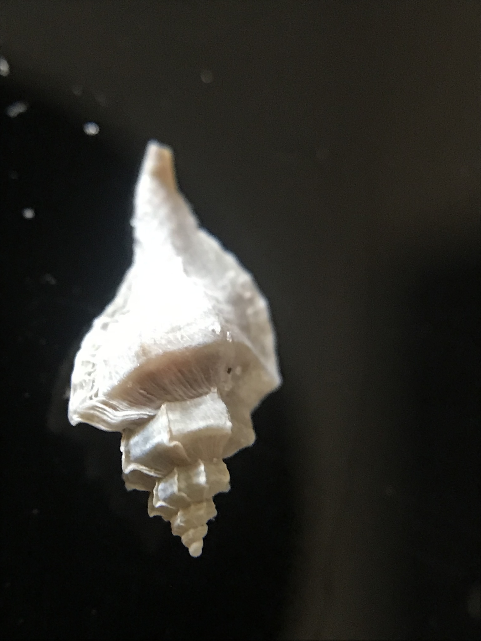 Eupleura sulcidentata Dall, 1890