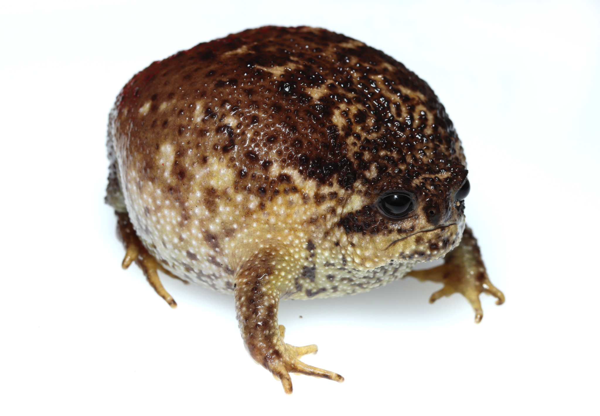 Breviceps gibbosus (Linnaeus, 1758)