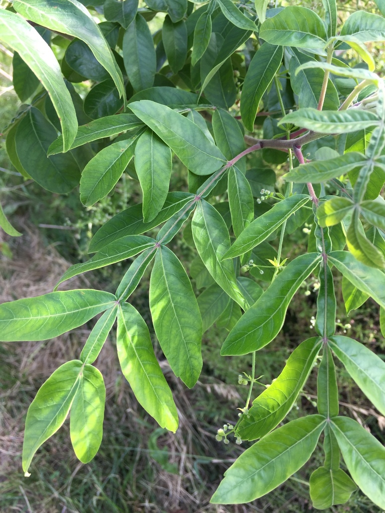shining sumac from Pugsley Creek Park, New York, NY, US on June 17 ...