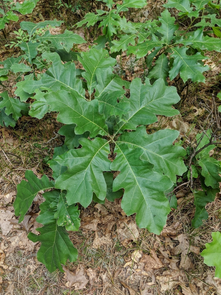 Black Oak (Trees of Appalachia) · iNaturalist