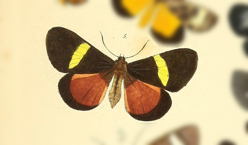 Fleta moorei · iNaturalist