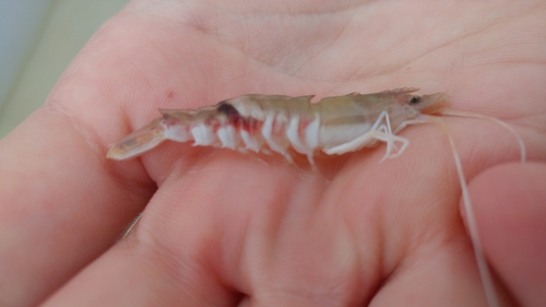 Camarón cacahuate (Sicyonia dorsalis)