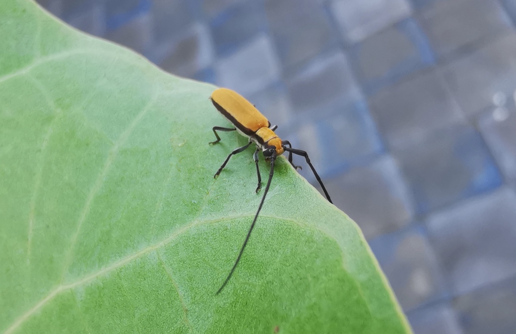 Eunidia lateralis from Wat Prathat Doi Kham on May 23, 2022 at 11:18 AM ...