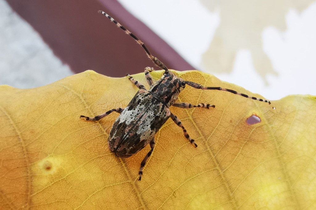 Coptops annulipes from Wat Prathat Doi Kham on May 23, 2022 at 11:58 AM ...