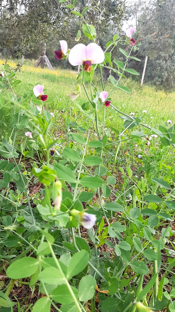 Common Pea from 09039 Villacidro SU, Italia on May 7, 2022 at 06:41 PM ...