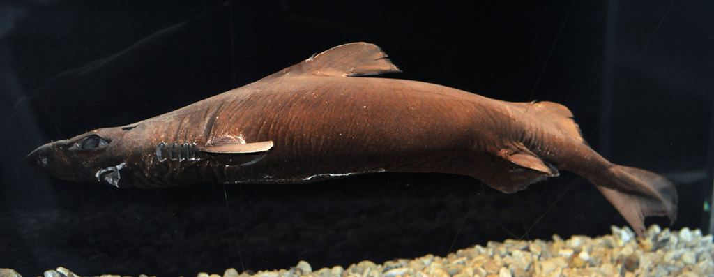 Velvet Belly Lantern Shark (Etmopterus spinax) - Marine Life Identification