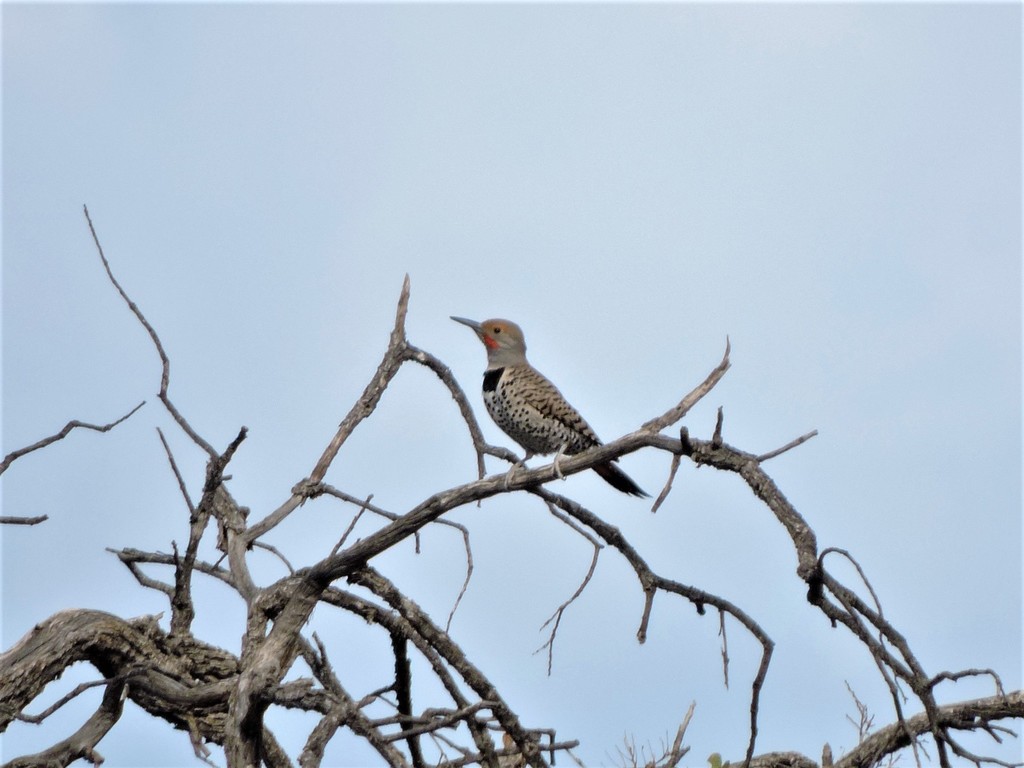 Gilded Flicker from Cananea, Son., México on March 23, 2018 at 11:32 PM ...