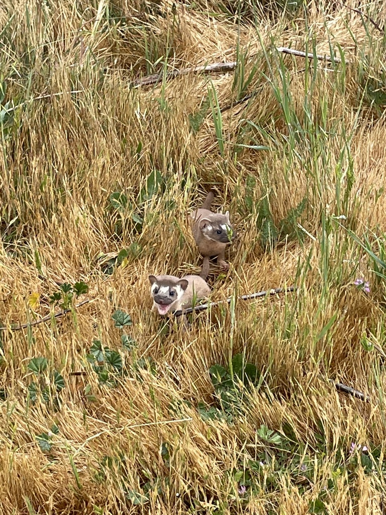 Long-tailed Weasel from C St, Inverness, CA, US on April 25, 2021 at 12 ...