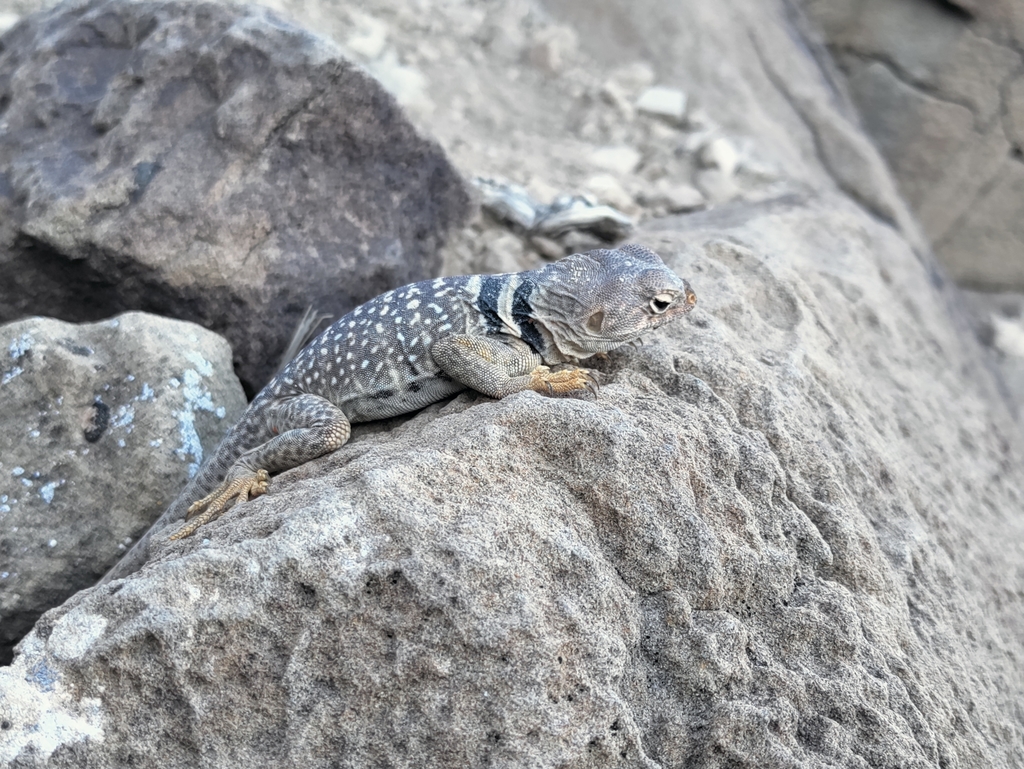 Desert Collared Lizard from Emery County, UT, USA on May 19, 2022 at 05 ...