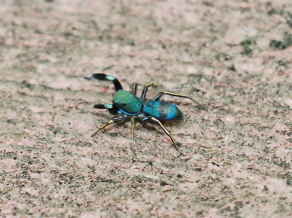 Siler cupreus from Yeoncheon, KR-KG, KR on June 17, 2018 at 03:40 PM by ...