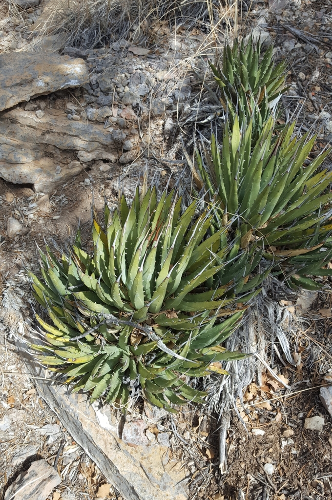Agave utahensis utahensis in June 2018 by David Vander Pluym · iNaturalist