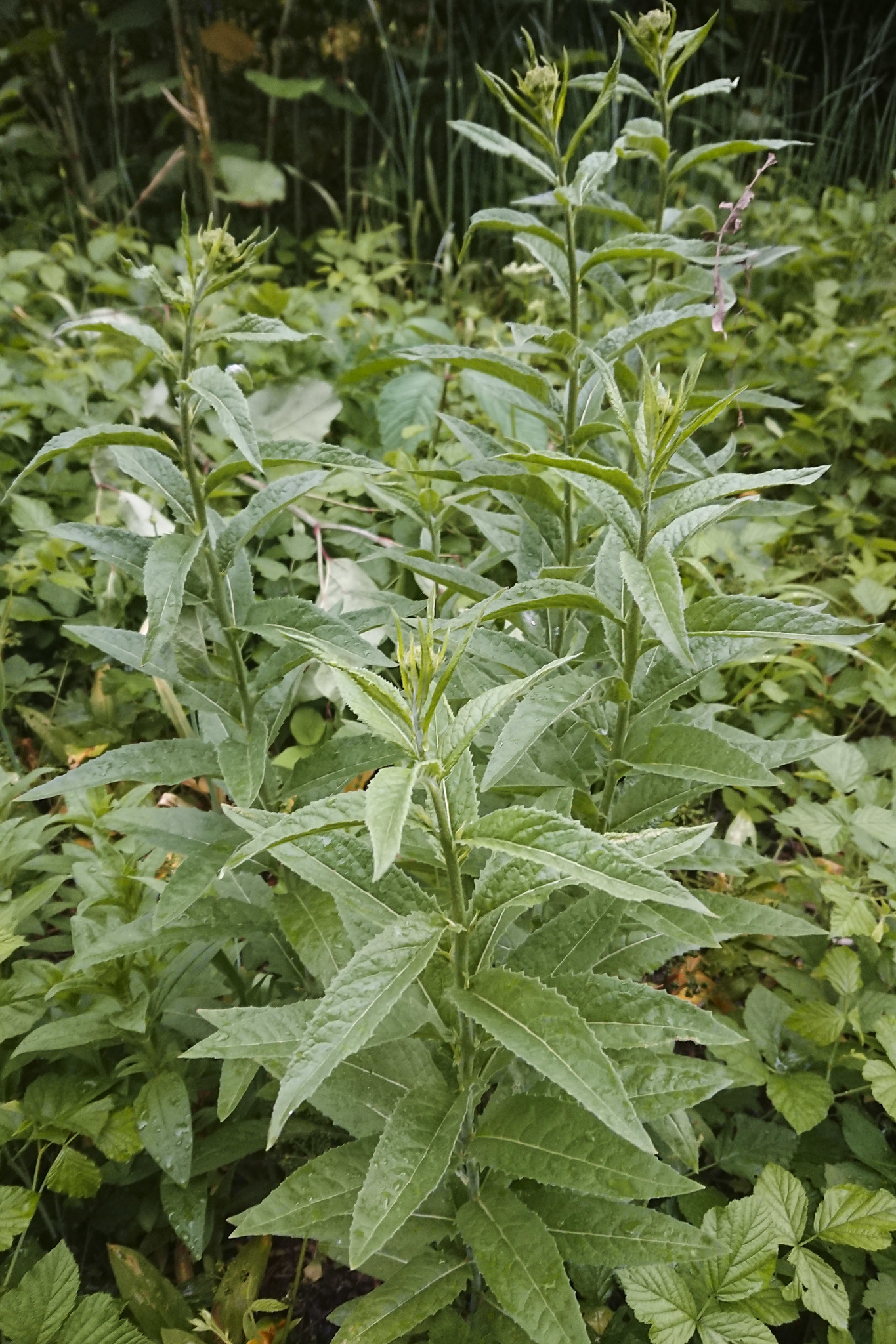 Sisymbrium strictissimum L.
