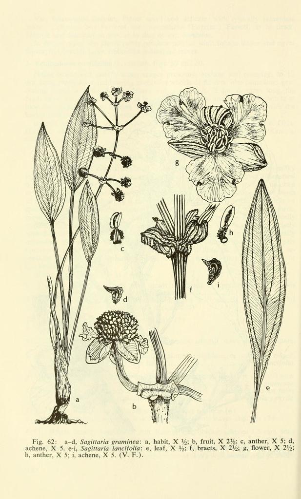 Grass-leaved Arrowhead (ADIRONDACK RESEARCH GUIDEBOOK) · iNaturalist
