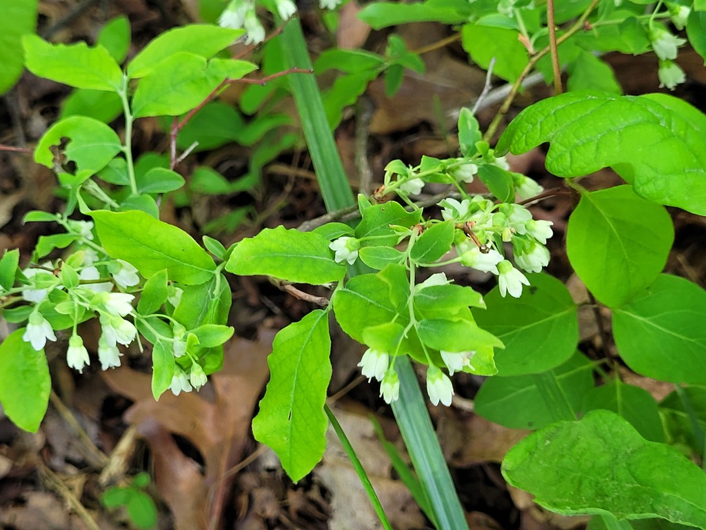 deerberry from Howard County, MD, USA on May 17, 2022 at 12:29 PM by ...