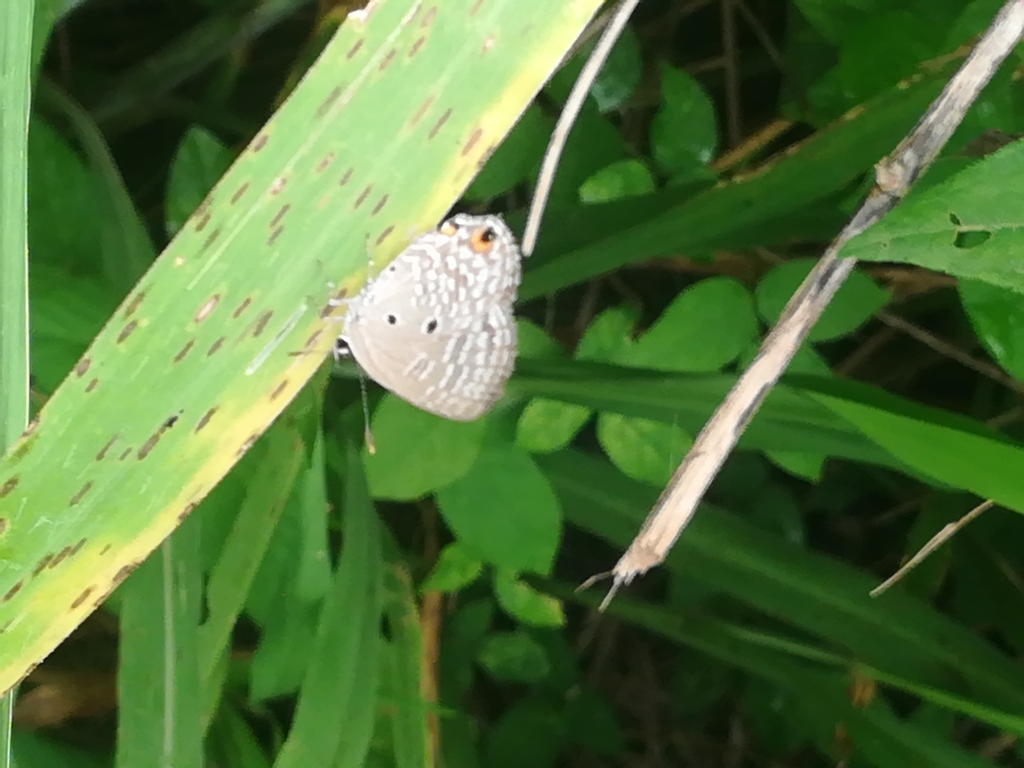 Butterflies from Bonou, BJ-OU, BJ on May 24, 2022 at 11:05 AM by ONG ...