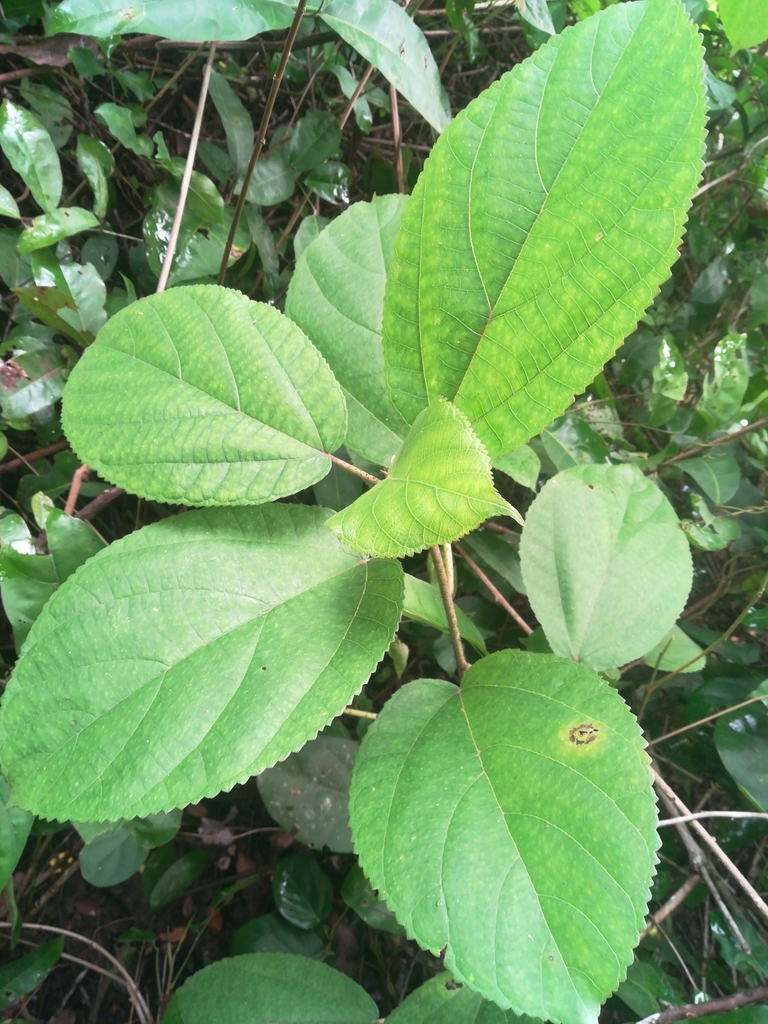 dicots from Bonou, BJ-OU, BJ on May 24, 2022 at 11:37 AM by ONG ODDB ...