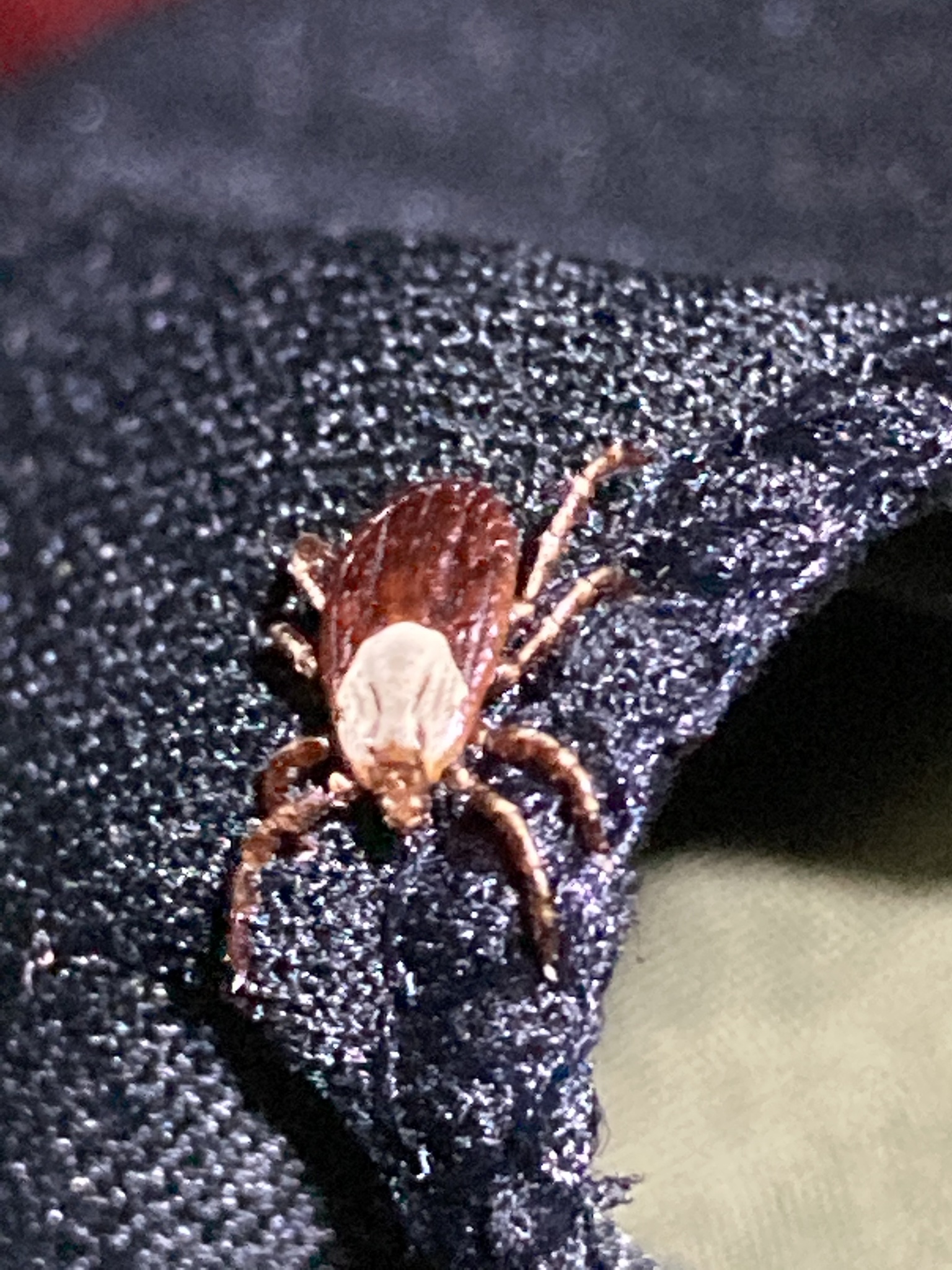 Dermacentor andersoni Stiles, 1908