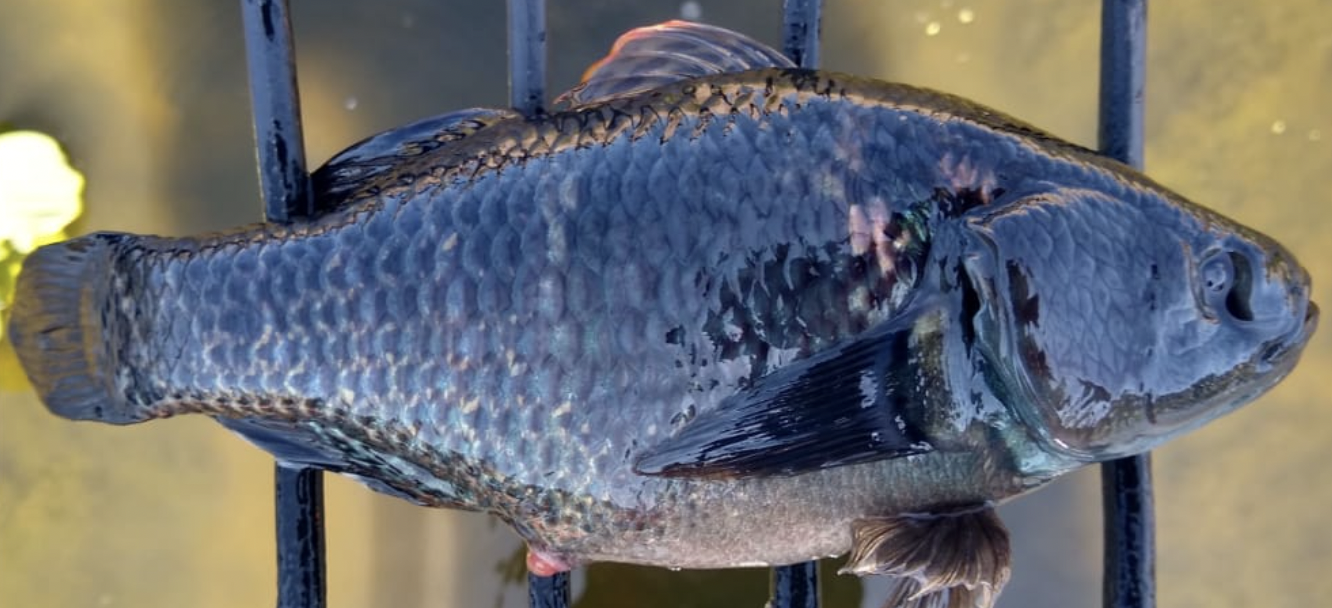 Dormitator latifrons (Richardson, 1844)