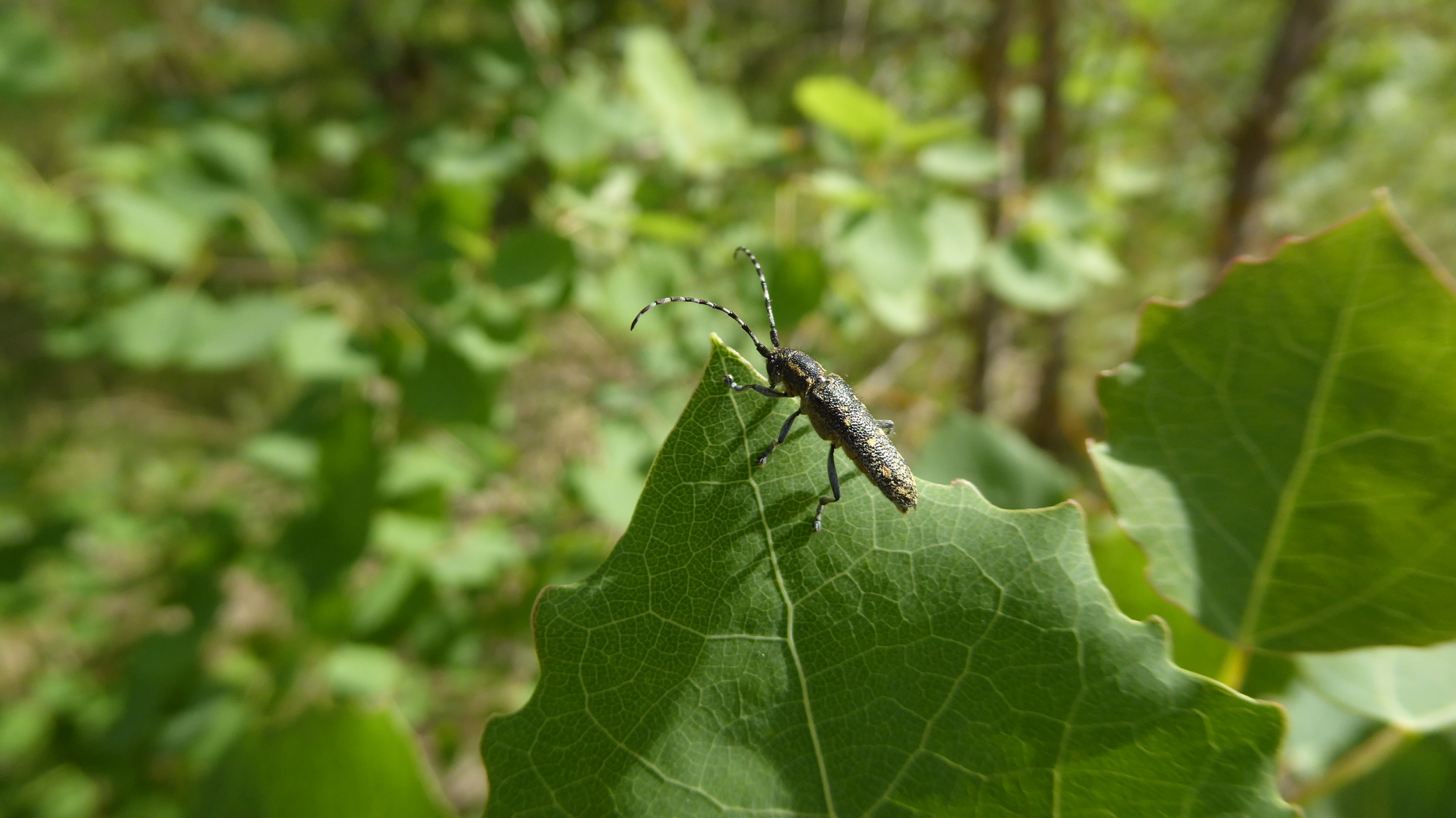 Saperda populnea (Linnaeus, 1758)