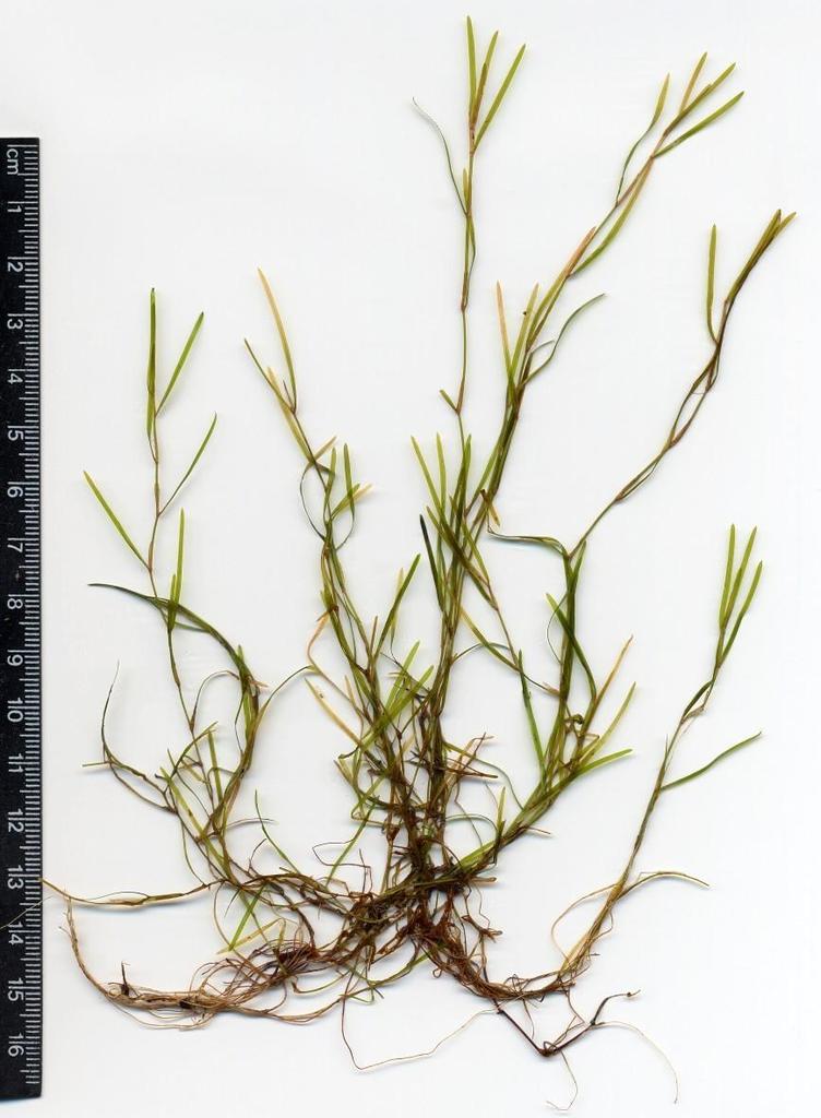 small pondweed (ADIRONDACK RESEARCH GUIDEBOOK) · iNaturalist