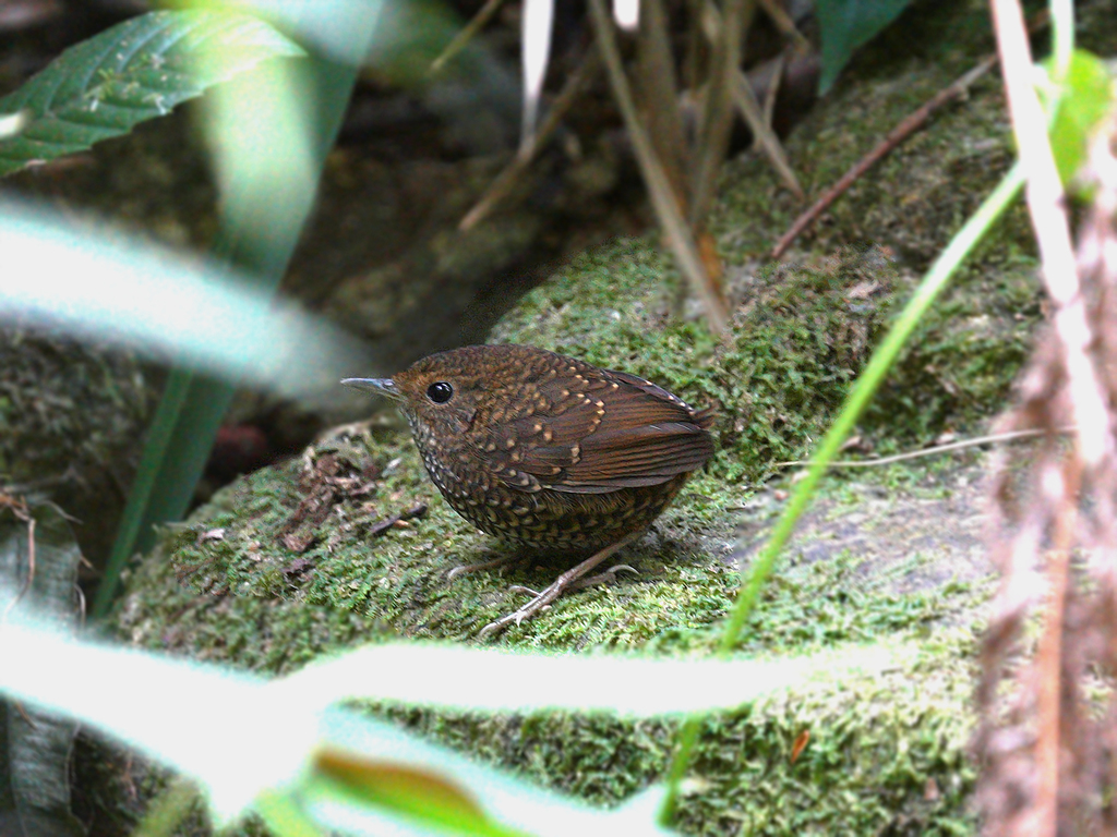 Pygmy Cupwing from 香港大埔滘 on January 25, 2021 at 04:55 PM by Roman ...