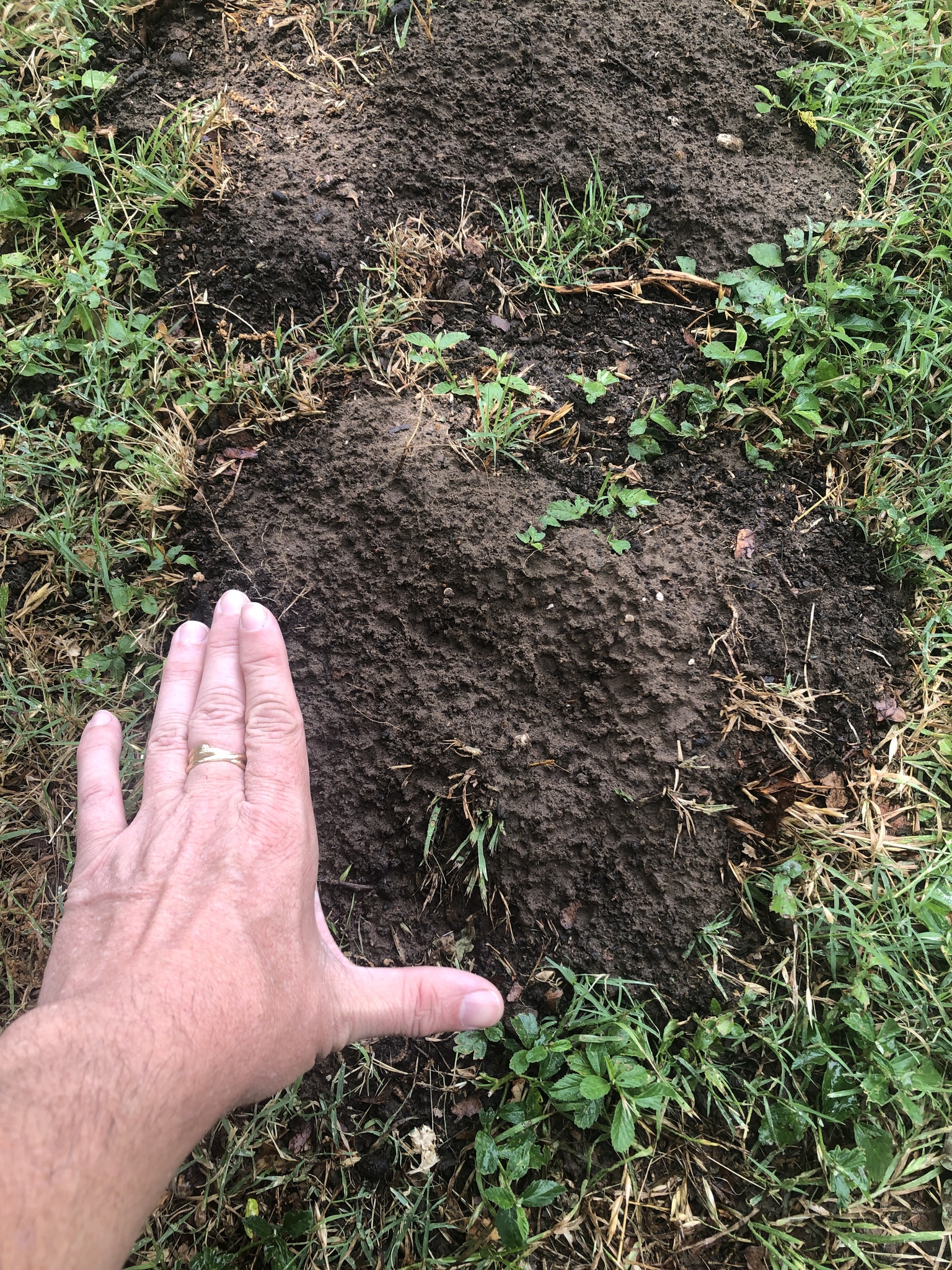 Geomys bursarius (Shaw, 1800)