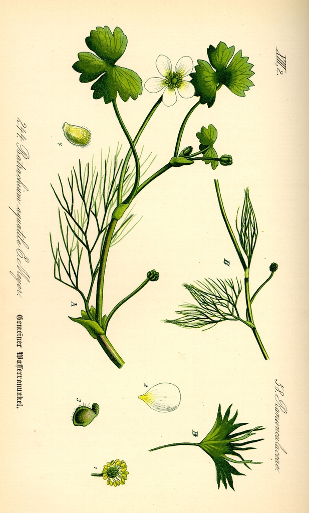 common water-crowfoot (ADIRONDACK RESEARCH GUIDEBOOK) · iNaturalist