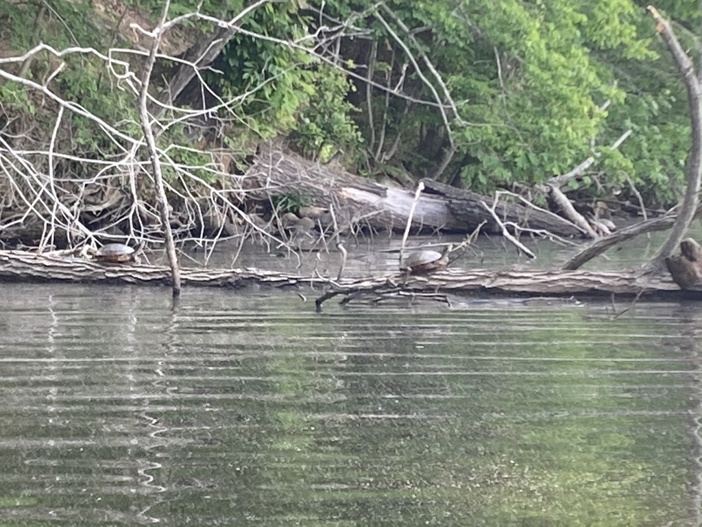 River Cooter from Swift Creek Reservoir, Moseley, VA, US on May 22 ...