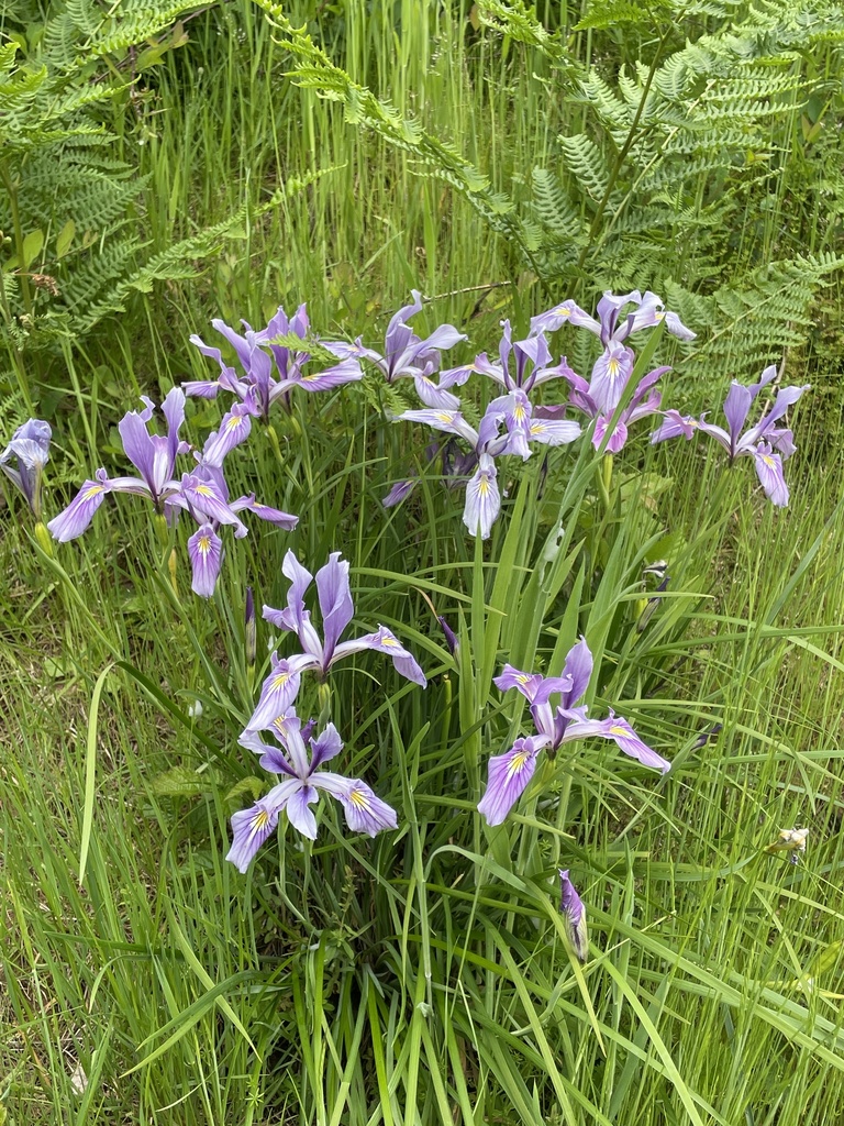Oregon iris from Newell Creek, Oregon City, OR, US on May 24, 2022 at ...